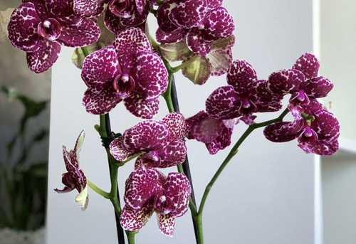 Орхидея фаленопсис подарок