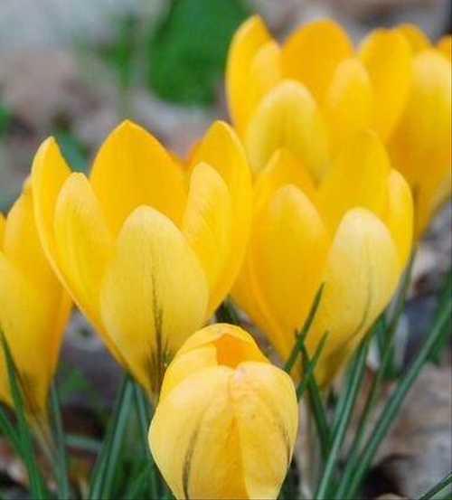 Луковицы крокусов сорт Golden Yellow