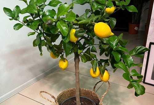 Лимонное дерево лимон с лимонами