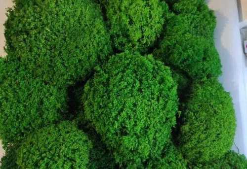 Вечно зеленый мох ягель для интерьер декор рейка с