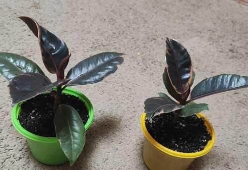 Фикус Эластика Белиз (Ficus Elastica Belize)