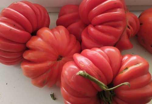 Семена томатов сортовые,крупномеры