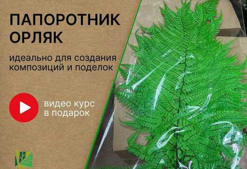 Стабилизированные растения Папоротник Орляк арт. 2