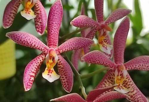 Орхидея фаленопсис Jiahos Pink Girl mannii Black