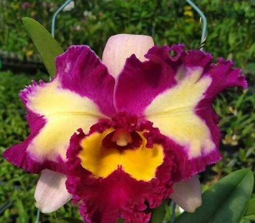 Орхидея каттлея нецветущие