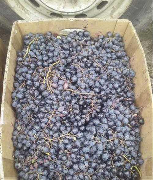 Продаю винные сорта винограда
