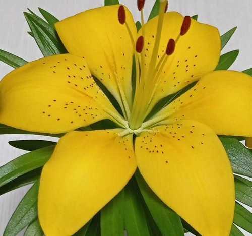 Азиатская лилия (Asiatic Lily Golden Matrix)