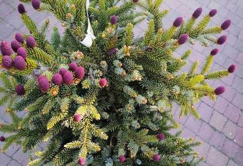 Picea bicolor 'Howell's Dwarf C15 40-50cм