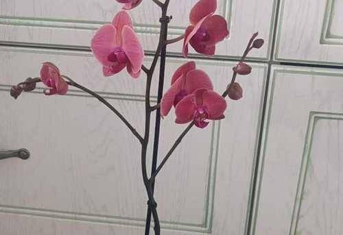 Орхидея фаленопсис Корал/Coral
