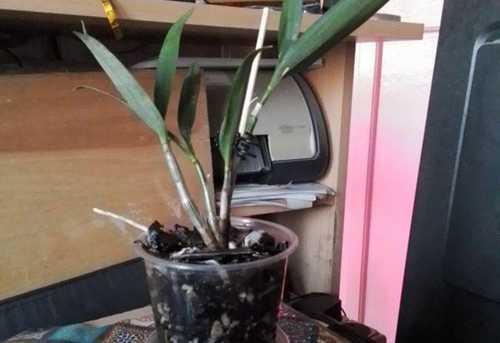 Орхидея Дендробиум Берри Ода