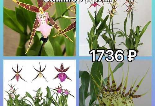 Орхидея Брассия и Камбрия