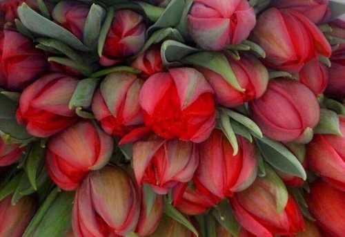 Тюльпаны оптом пиновидные