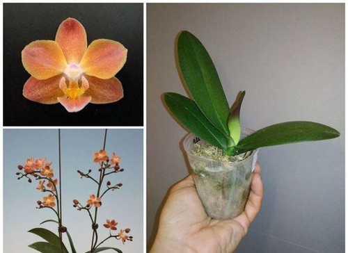 Орхидеи Парфюмерная фабрика Азия подростки