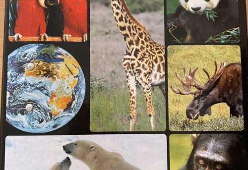 Сборник карт,энциклопедия«В мире дикой природы»