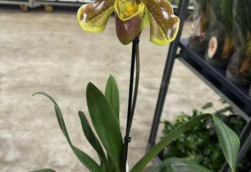 Орхидея пафиопедилум Американский