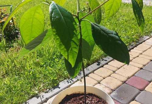 Авокадо (растение)