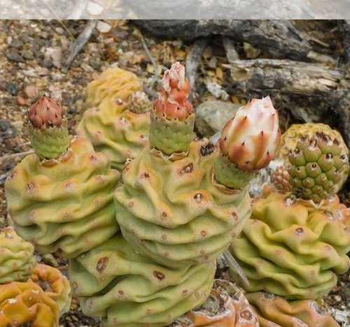 Дикие семена. Tephrocactus articulatus