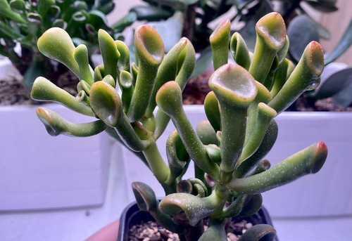 Crassula ghost gimli ogre