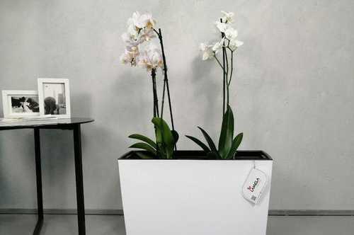 Орхидеи и кашпо Ламела