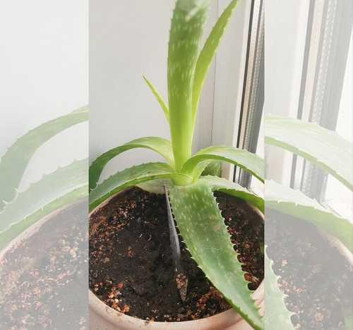 Aloe vera