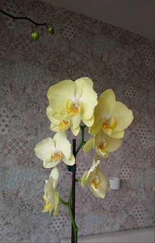 Орхидея цветущие Феррара, биглипы цветут