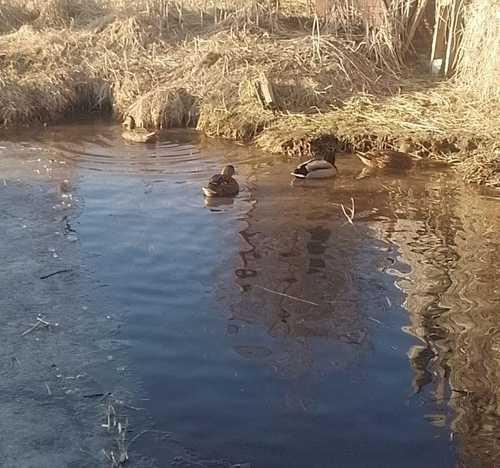 Утки подсадные для охоты