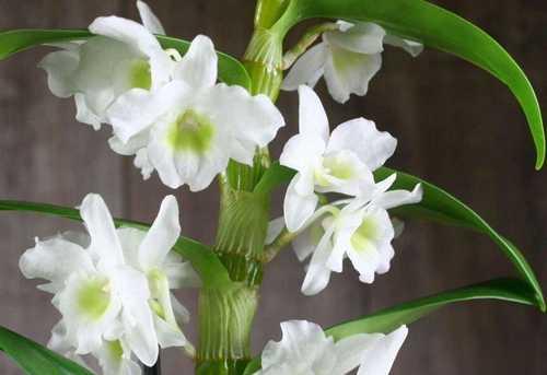 Дендробиум(орхидея)