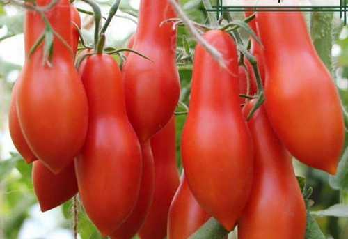 Семена коллекционных сортов томатов США и Германии
