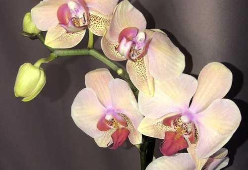 Орхидея фаленопсис типа Легато
