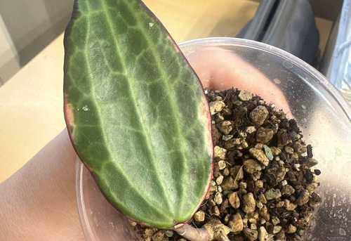 Hoya macrophylla