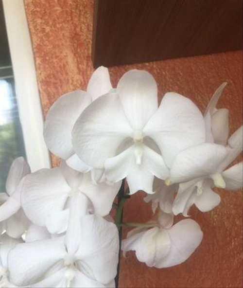 Орхидея фаленопсис биг лип Manta Min
