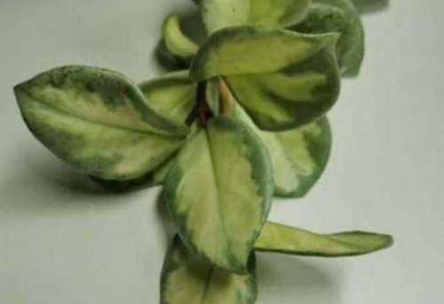 Hoya Carnosa Argentea Princess variegata и другая