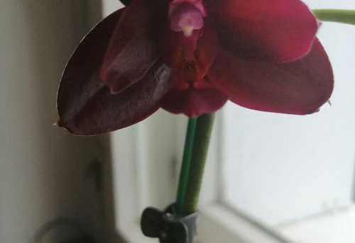 Орхидея фаленопсис Mituo King чёрный арома