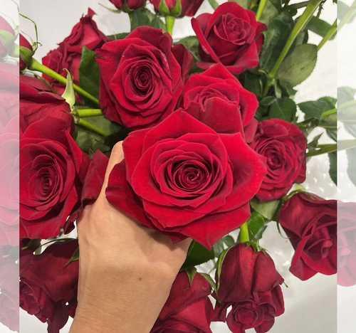 15 роз Freedom Эквадор