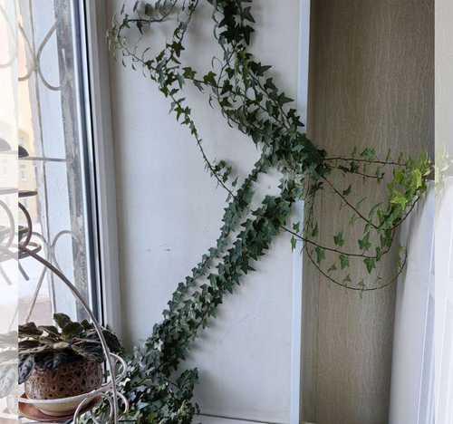 Плющ комнатный Hedera helix