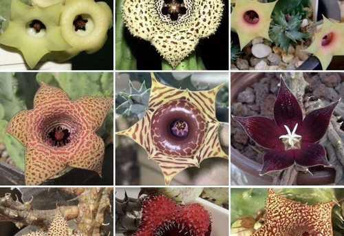 Stapelia, huernia, orbea