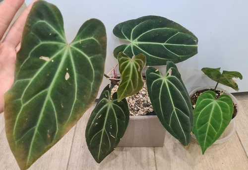 Антуриум Anthurium besseae Narrow Form