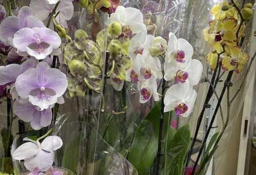 Орхидея фаленопсис на полозова