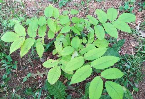 Дерево орех маньчжурский