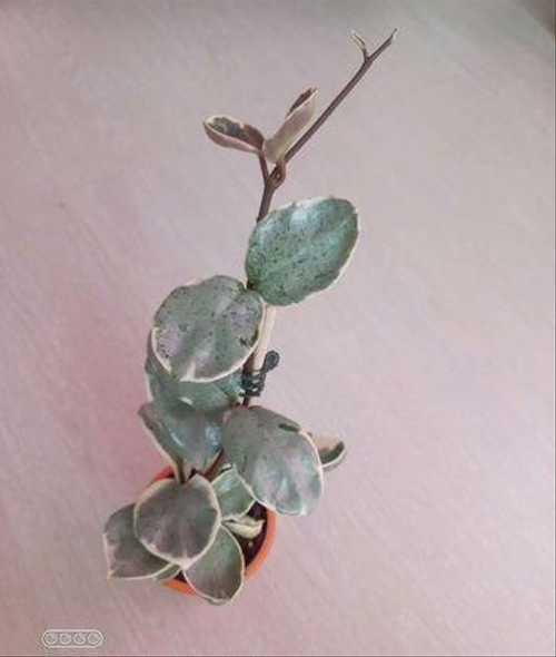 Хойя Argentea Picta