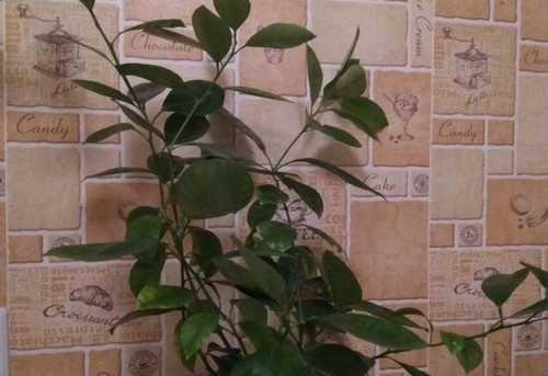 Комнатное растение каламондин. Высота 50 см