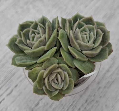 Echeveria Onslow и др