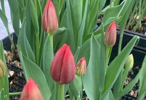 Тюльпаны к 8 марта оптом от теплицы