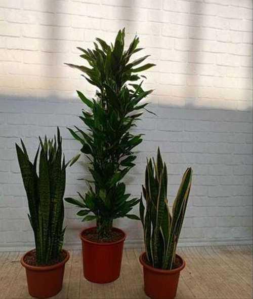 3 растения для озеленения офиса