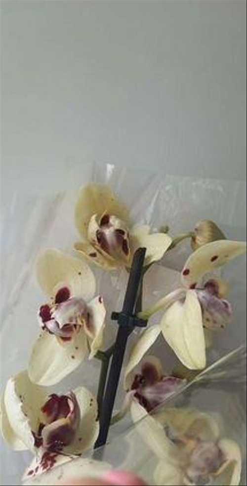 Орхидея Альбуфера пелор трилипс