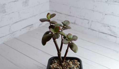 Crassula Minor (Крассула) (SCT28747)