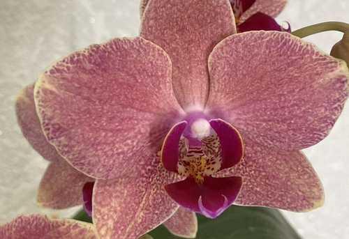 Орхидея Пират Пикоти