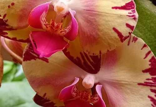 Орхидея фаленопсис Miki Tipsy