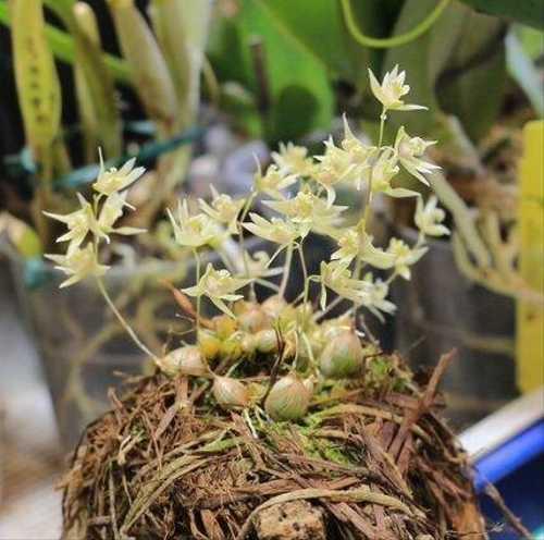 Микро орхидея Dendrobium gregulus цветущая
