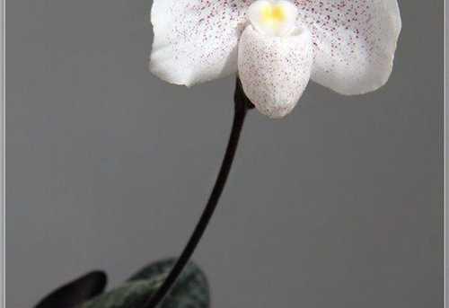 Орхидея пафиопедилум Нивеум